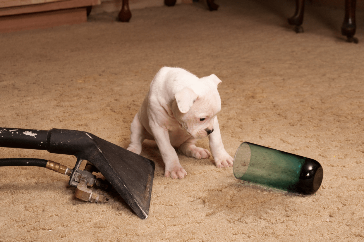 Emergency Pet Mess Cleanup: Tips for Rug Accidents - Cleantex